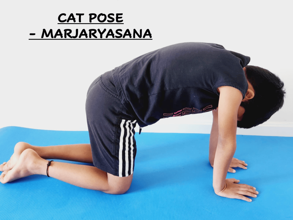 Marjaryasana | Cat Pose | How to do Cat Pose in Yoga - Startup Cooking